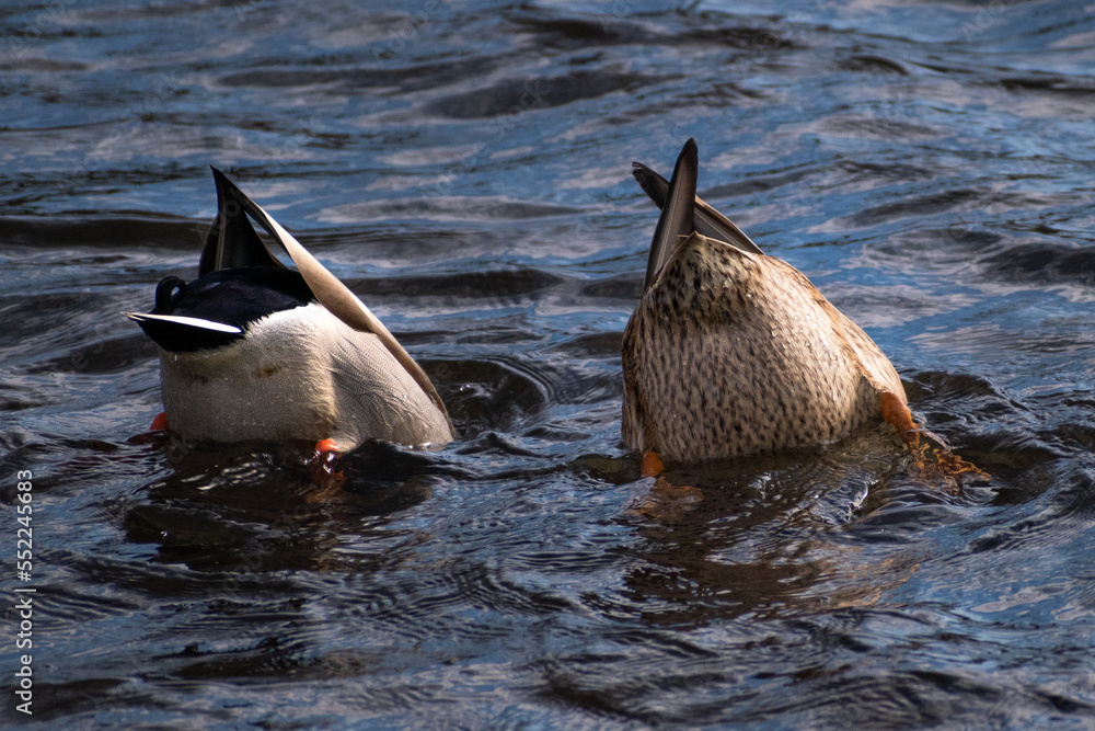 Female and male mallard ducks (Anas platyrhynchos) bobbing underwater ...