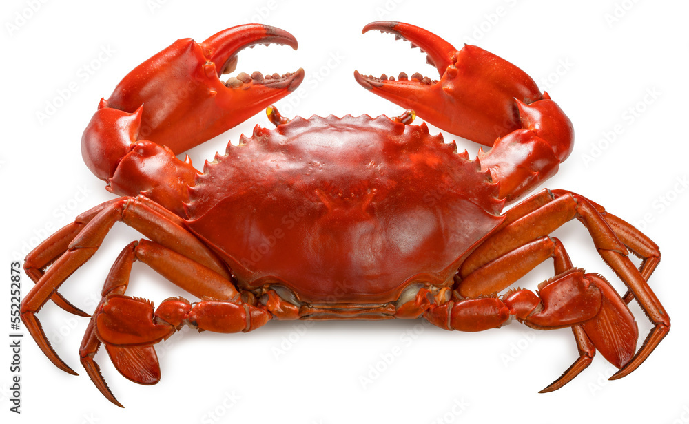 Red Sea Crab isolated on white background, Scylla Serrata or Serrated ...