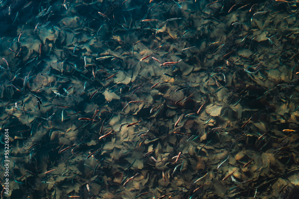banc de petit poisson dans le lac Stock Photo | Adobe Stock