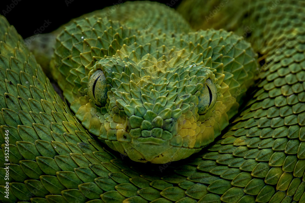 Western Bush Viper or West African Leaf Viper (Atheris chlorechis), is ...