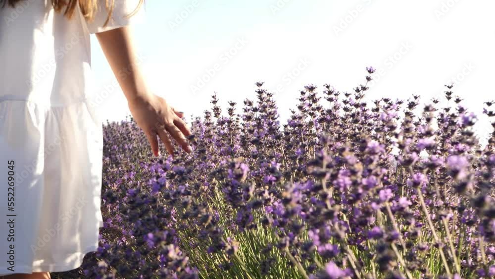 Little girl in a white dress is walking through a lavender field and ...