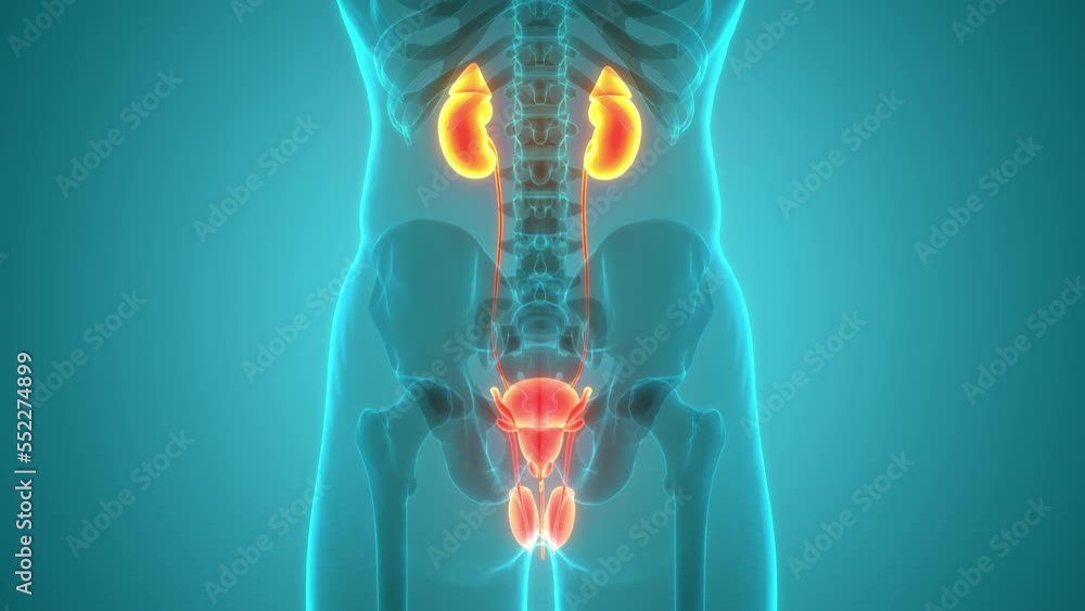 Human Urinary System Kidneys with Bladder Anatomy Animation Concept ...