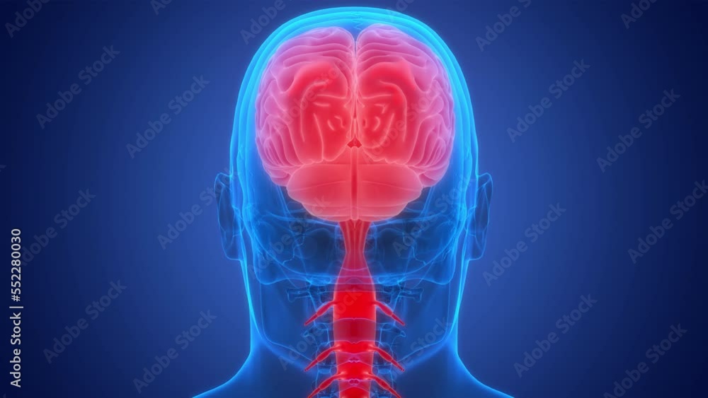 Central Organ of Human Nervous System Brain Anatomy Animation Concept ...