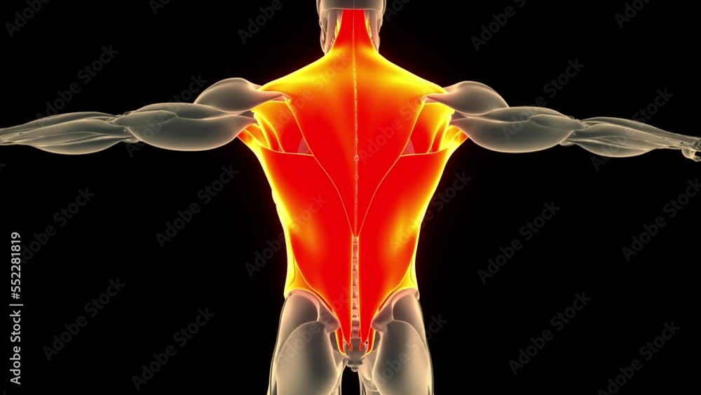 Human Muscular System Torso Muscles Anatomy Animation Concept Stock ...