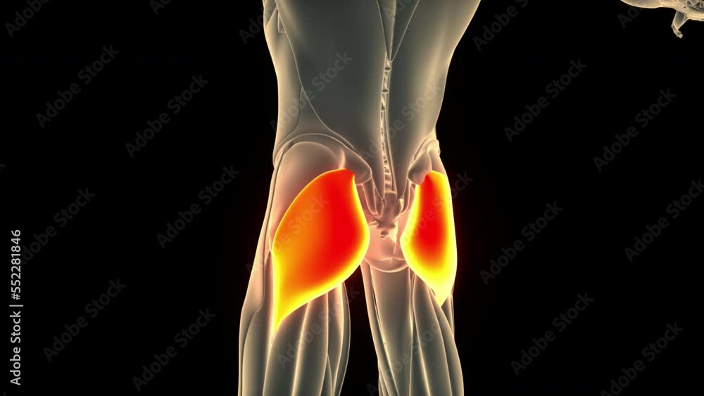 Human Muscular System Leg Muscles Gluteus Maximus Muscle Anatomy ...