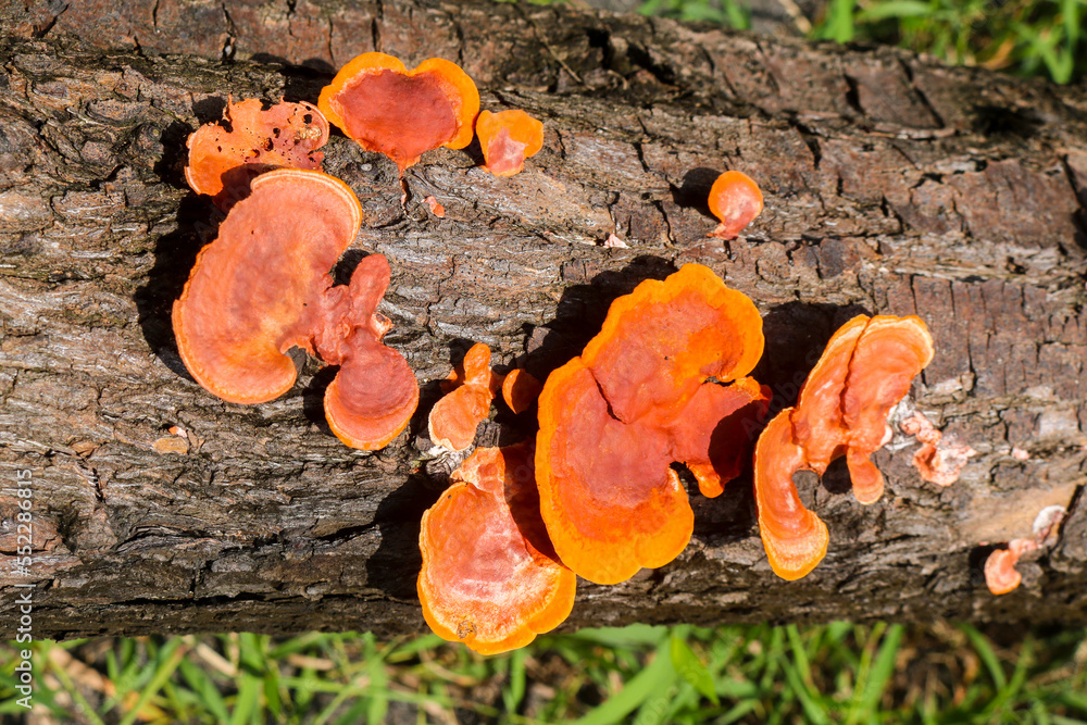 Wood mushrooms grow on dead trees, Pycnoporus sanguineus is an orange ...