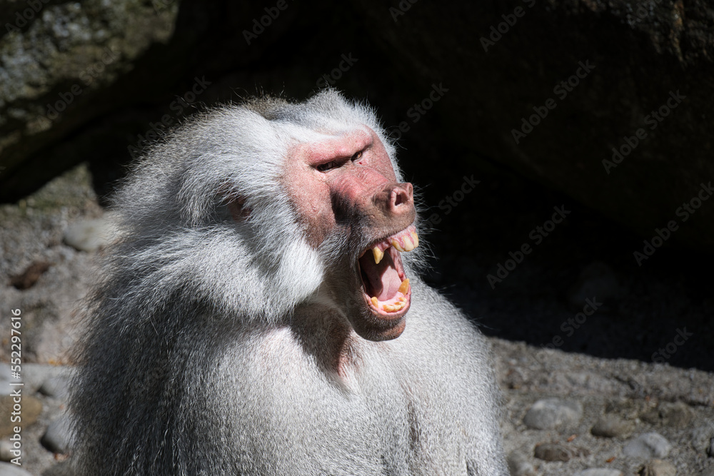 Adult alpha monkey grey fur hair close up of a baboon Baboon monkey ...