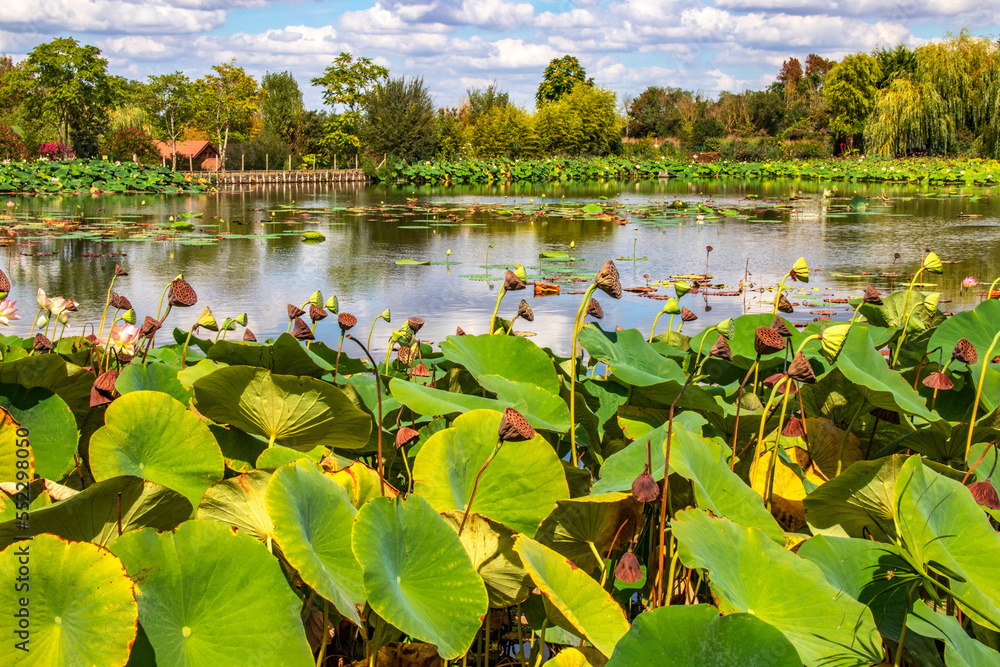 Feuilles de lotus sacrées au bord de l'étang Stock Photo | Adobe Stock