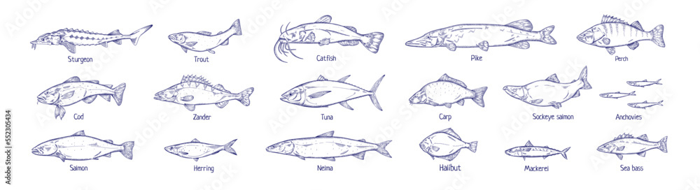 Outlined fishes, vintage drawings set. Sea and river species drawn in ...