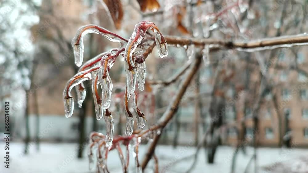 Branches of bush covered with ice after rain in frost in winter close ...
