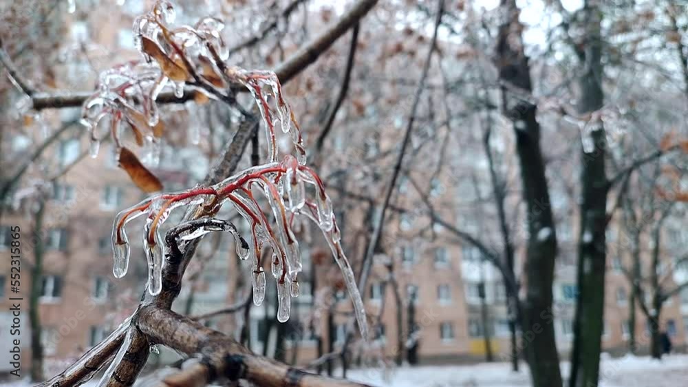 Branches of bush covered with ice after rain in frost in winter close ...