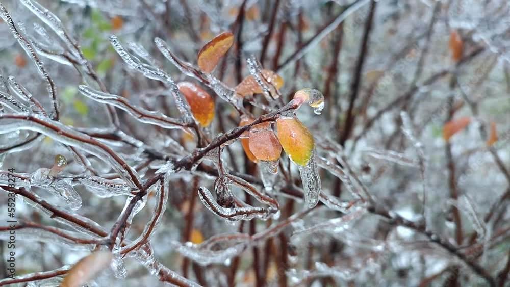 Branches of bush and leaves covered with ice after rain in frost in ...