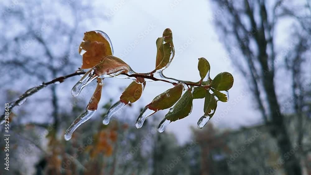 Branches of bush and leaves covered ice after rain in frost in winter ...