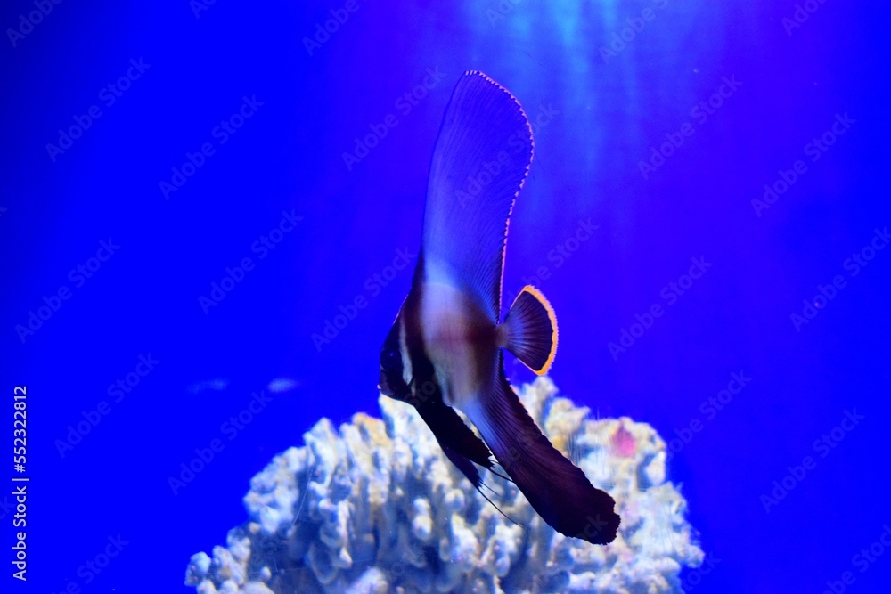 Platax Pinnatus, also known as the Pinnate Batfish, Dusky Batfish ...