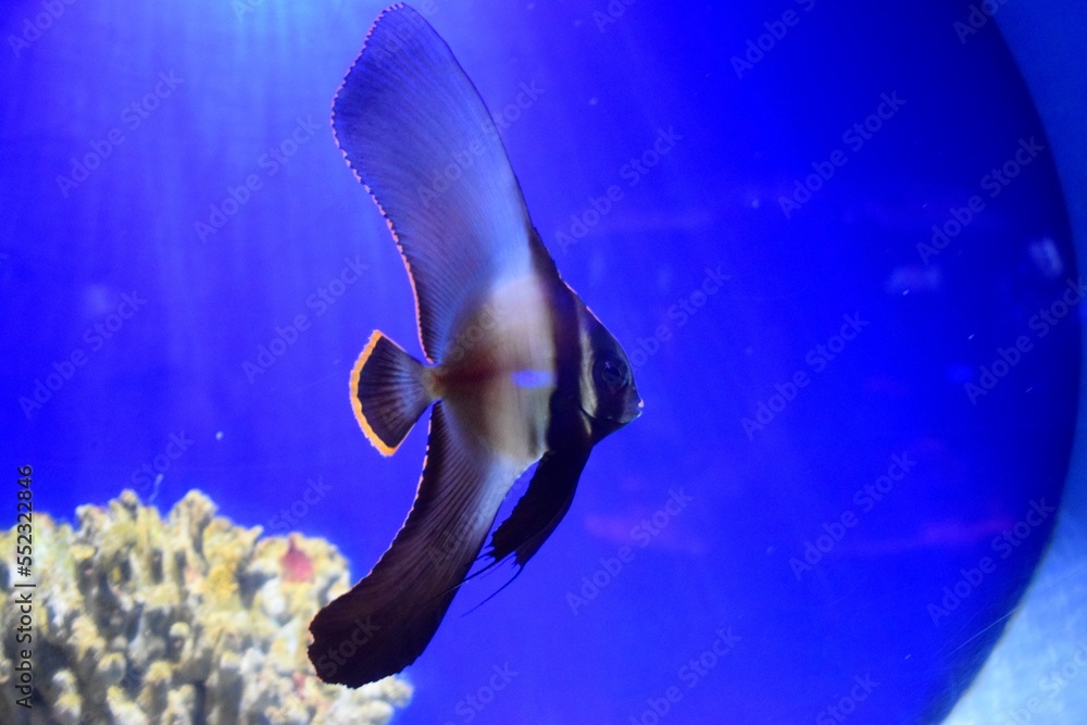Platax Pinnatus, also known as the Pinnate Batfish, Dusky Batfish ...