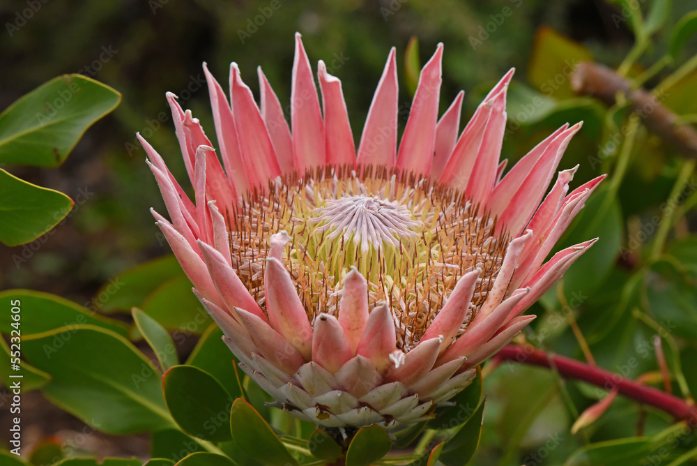 Protea cynaroides, also called the king protea, is the national flower ...