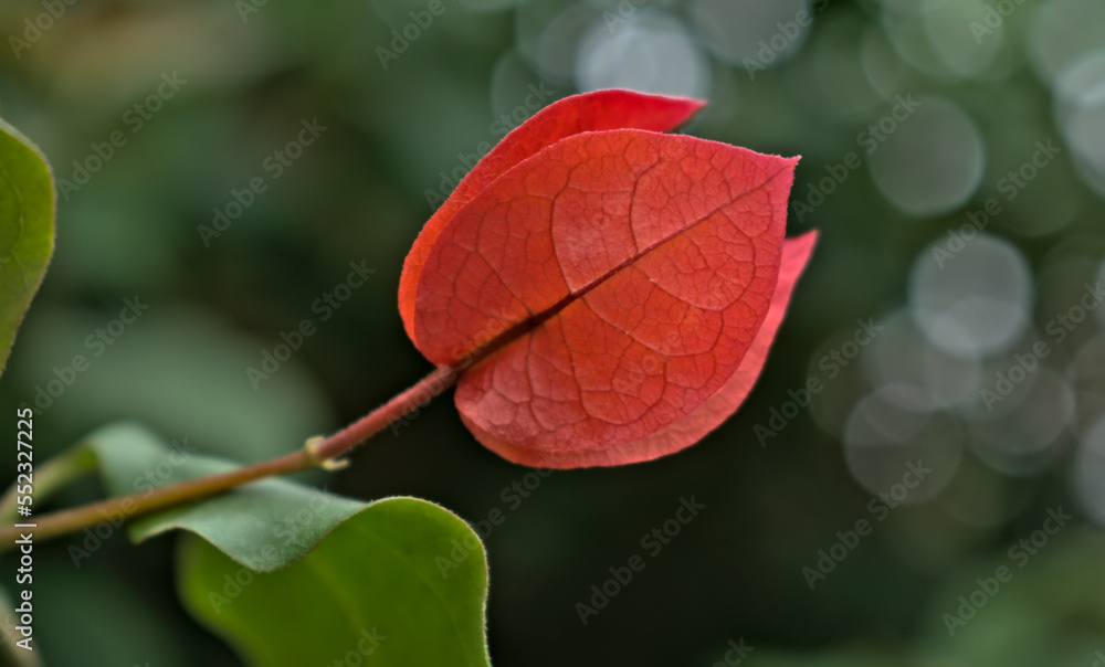Primer plano de una flor solitaria de buganvilla en color carmin, de ...
