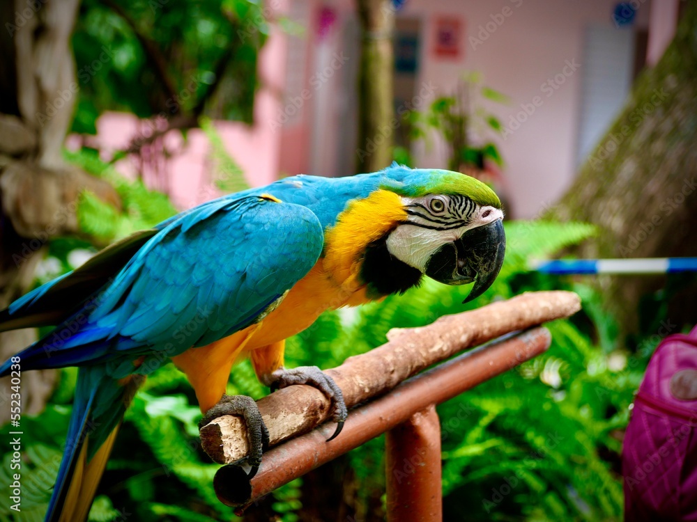 Conservation of wild animals from nature that are endangered due to ...