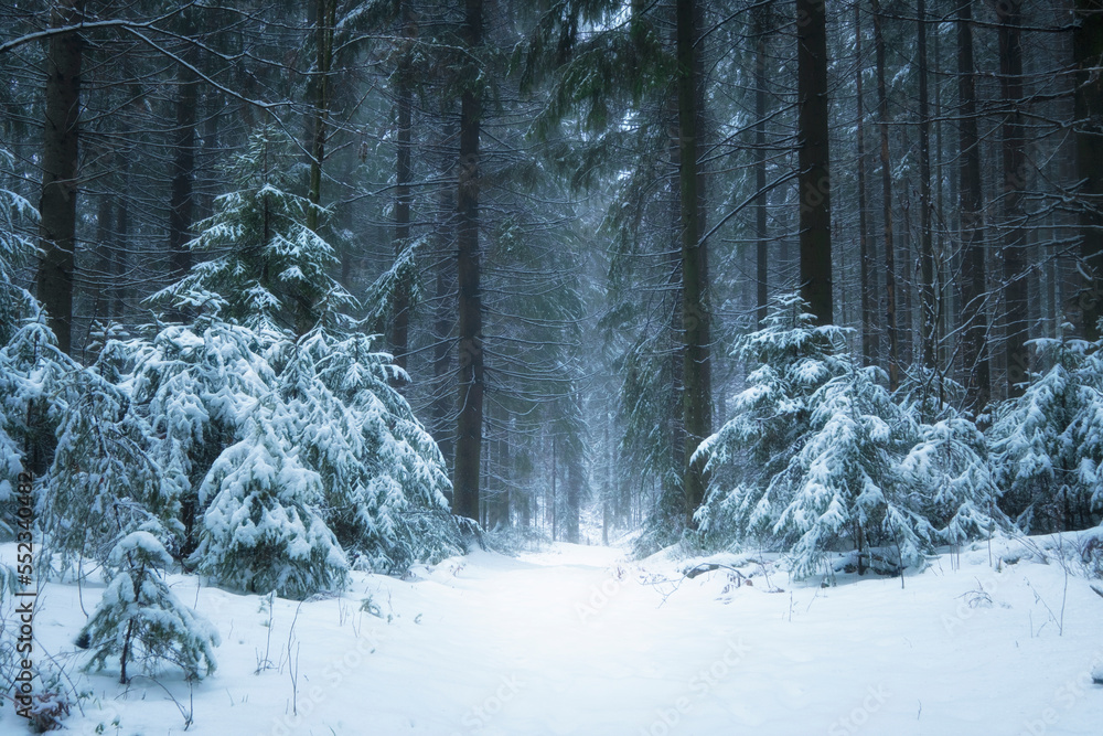 Winter Forest Path