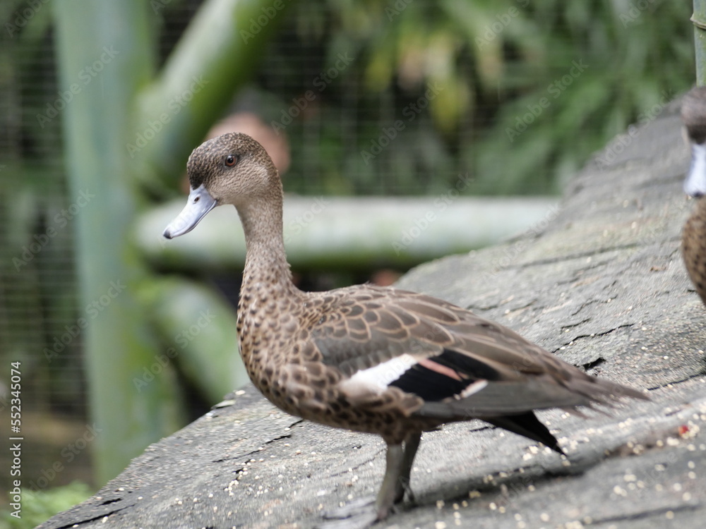 Conservation of wild animals from nature that are endangered due to ...