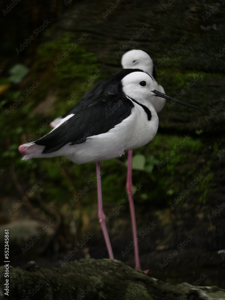Conservation of wild animals from nature that are endangered due to ...
