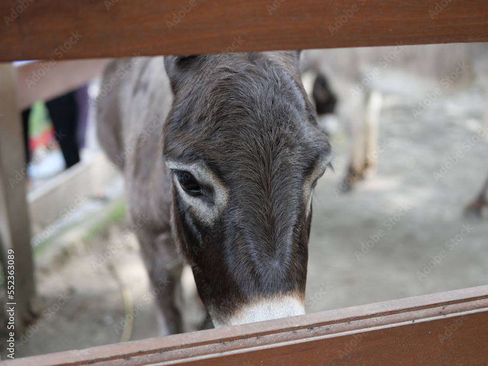 Conservation of wild animals from nature that are endangered due to ...