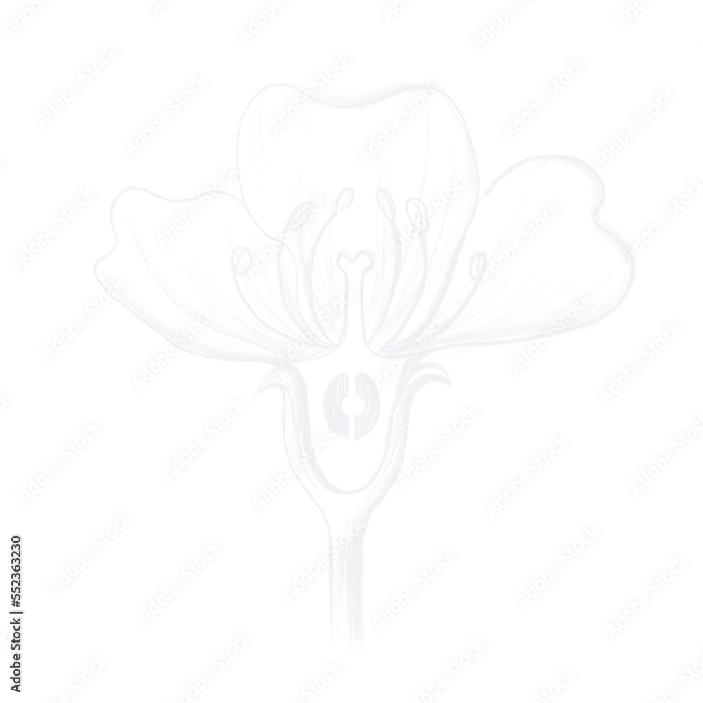 diagram of the structure of a flower with white doodle chalk drawing ...