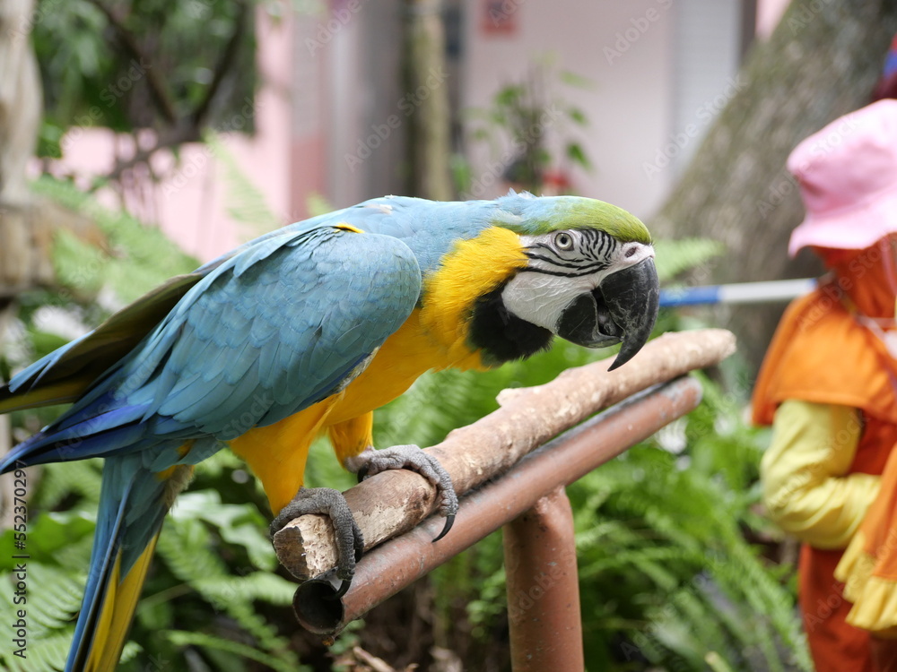 Conservation of wild animals from nature that are endangered due to ...