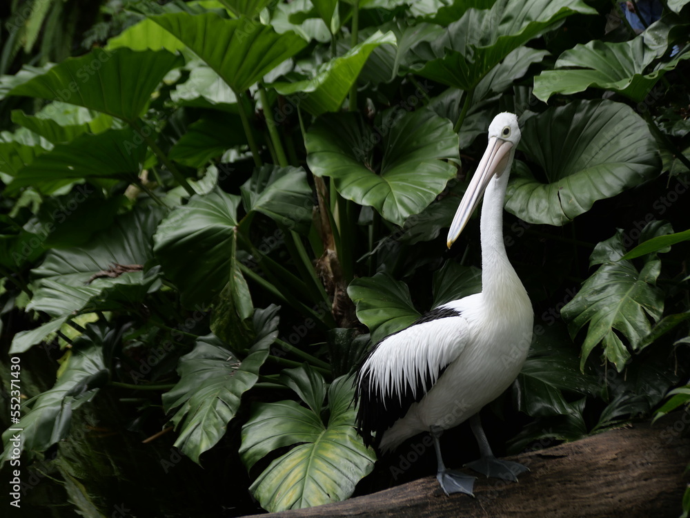 Conservation of wild animals from nature that are endangered due to ...