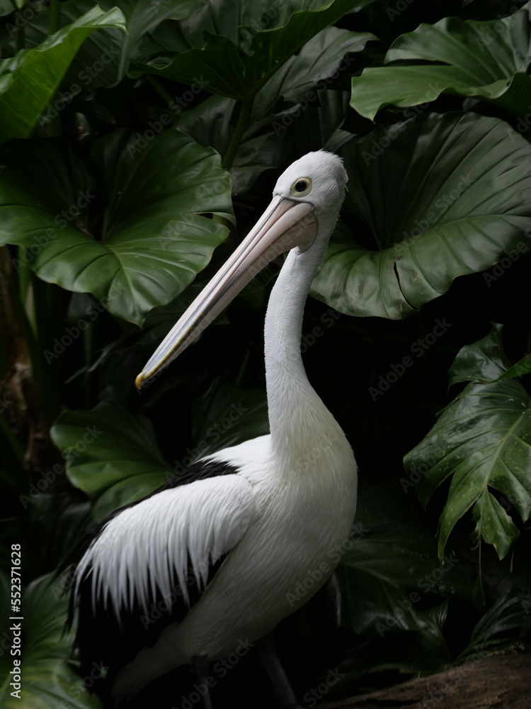 Conservation of wild animals from nature that are endangered due to ...