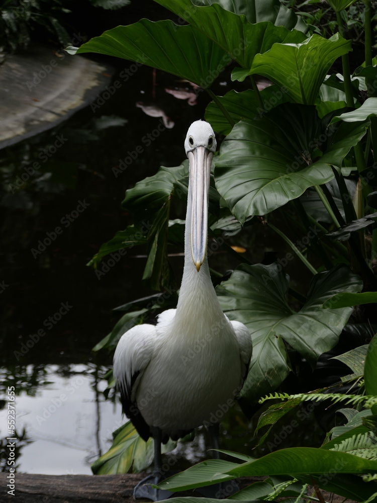 Conservation of wild animals from nature that are endangered due to ...