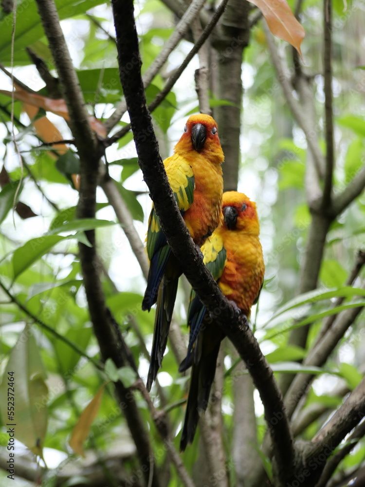 Conservation of wild animals from nature that are endangered due to ...