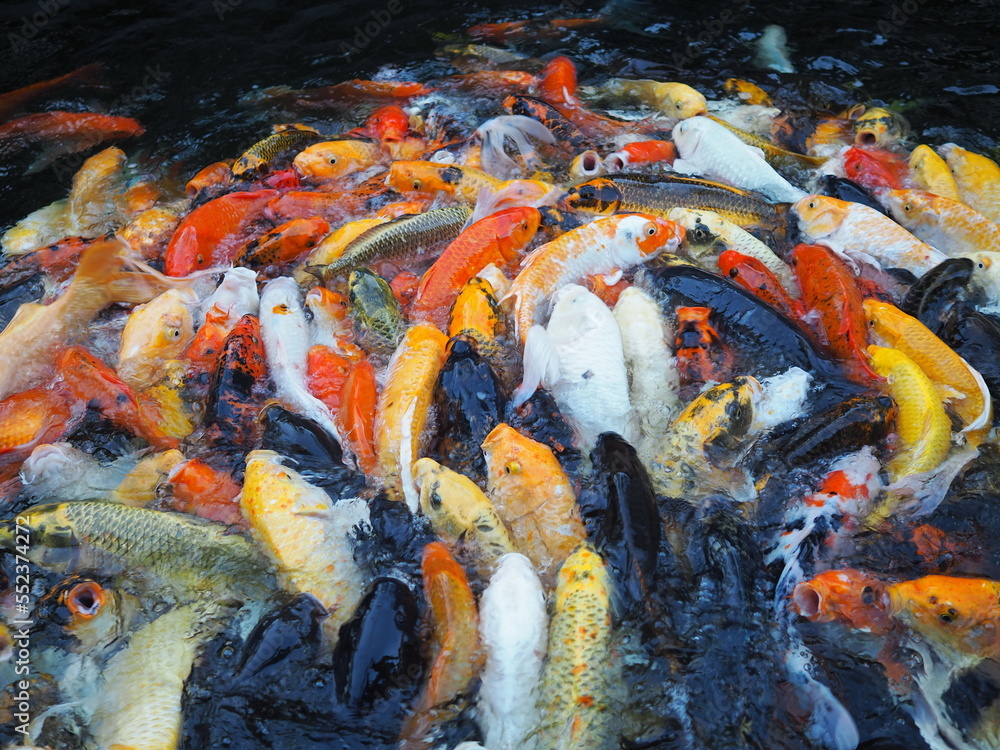 Colorful Carp (Cyprinus carpio haematopterus) swimming in the pond. Koi ...