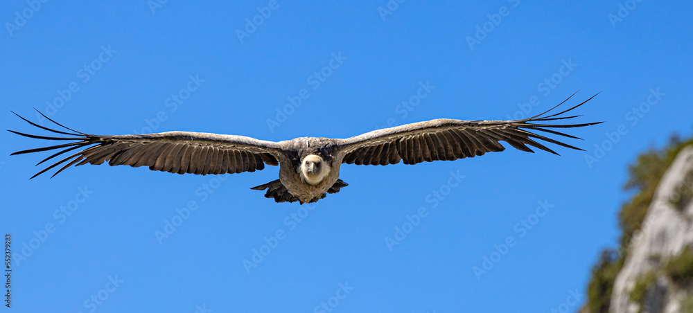 un vautour fauve sauvage qui chasse dans les gorges du Verdon dans le ...