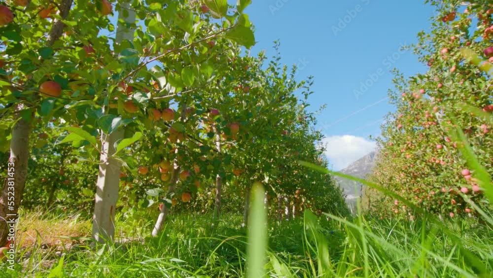 Long rows of lush apple trees grow on plantation covered with green ...