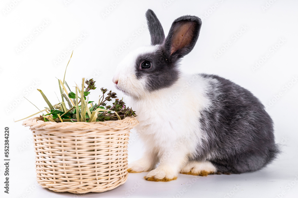 cute black and white rabbit isolated white background Stock Photo ...