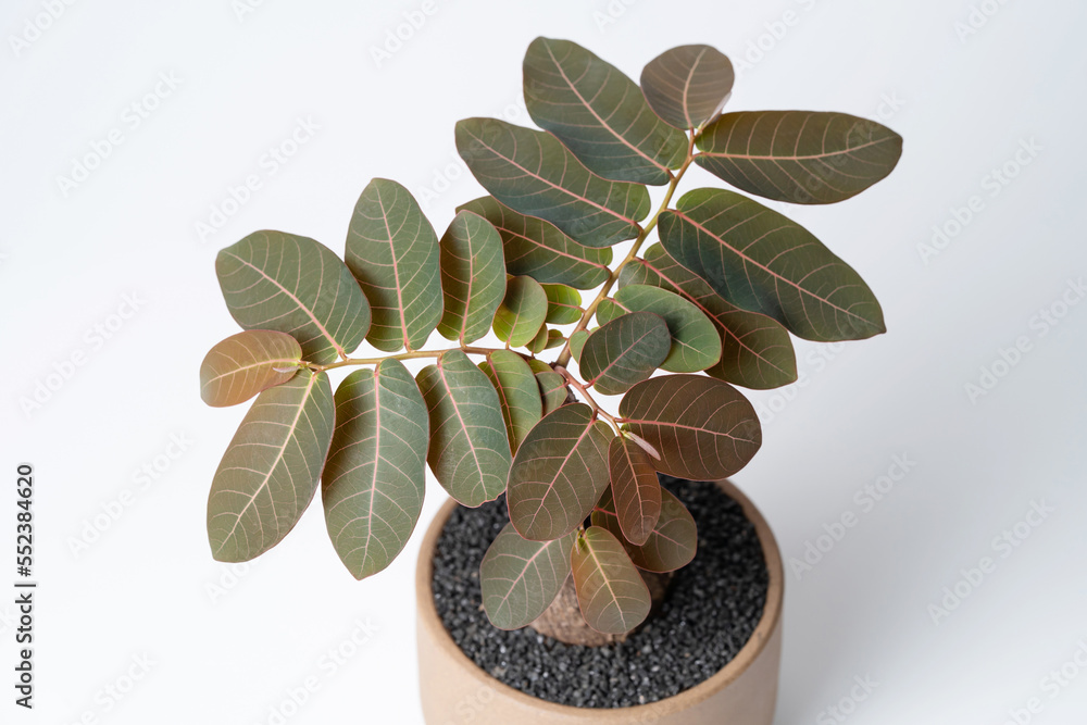 Phyllanthus Mirabilis plant with isolated white background. Phyllanthus ...