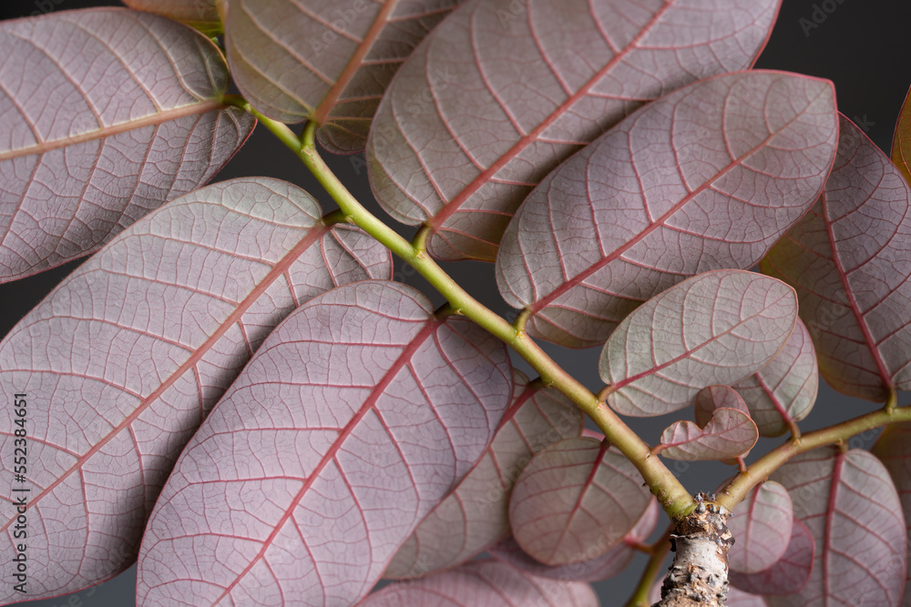 Back of Phyllanthus Mirabilis leaves close up with isolated grey ...
