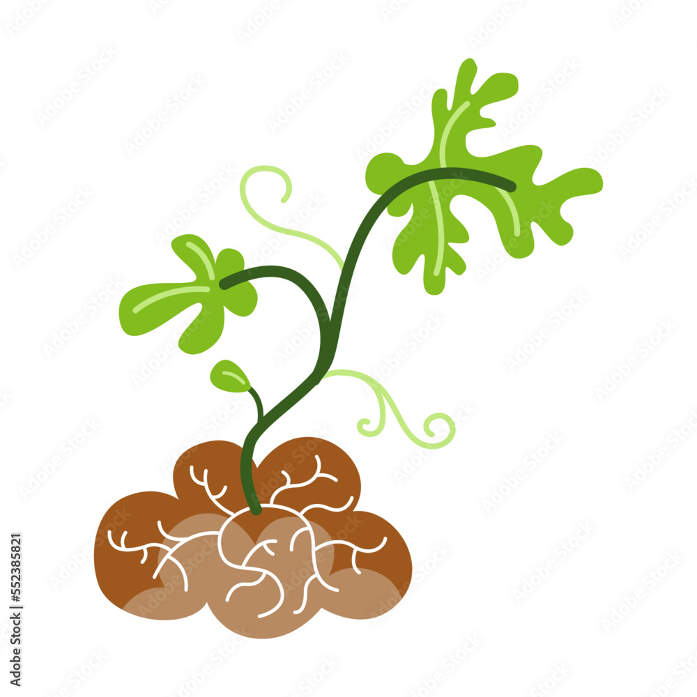 Cartoon watermelon sprout isolated on white. Watermelon growth stage ...