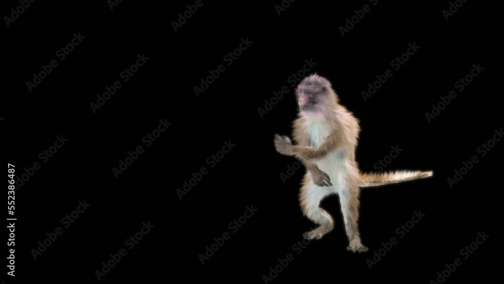 monkeys Dance CG fur 3d rendering animal realistic CGI VFX Animation ...