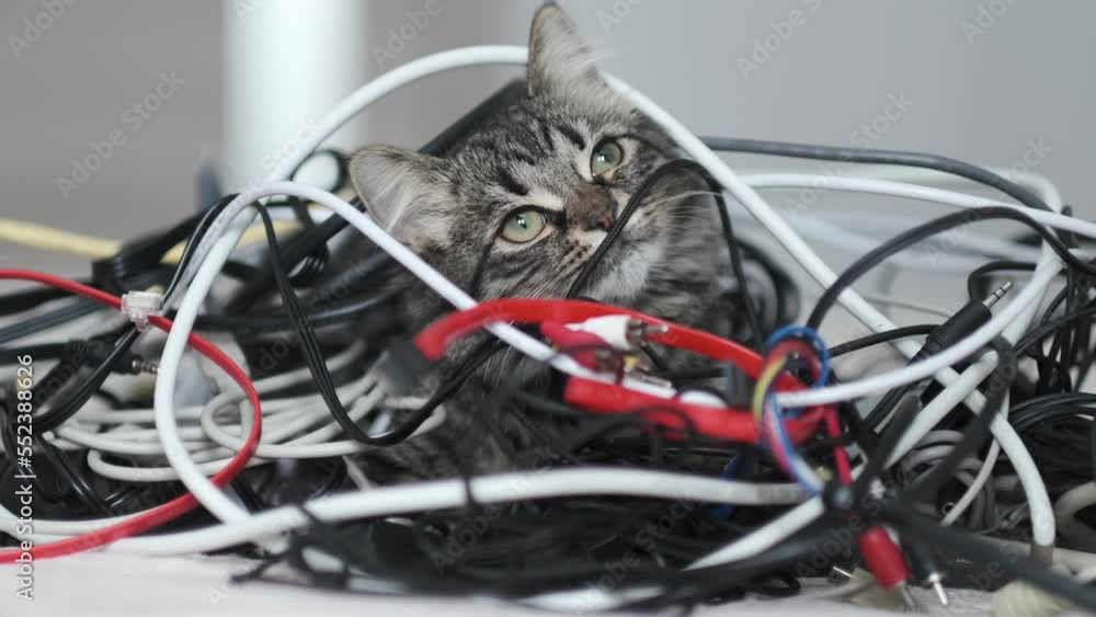 striped funny cat sits among a pile of wires. cute cat is trying to ...