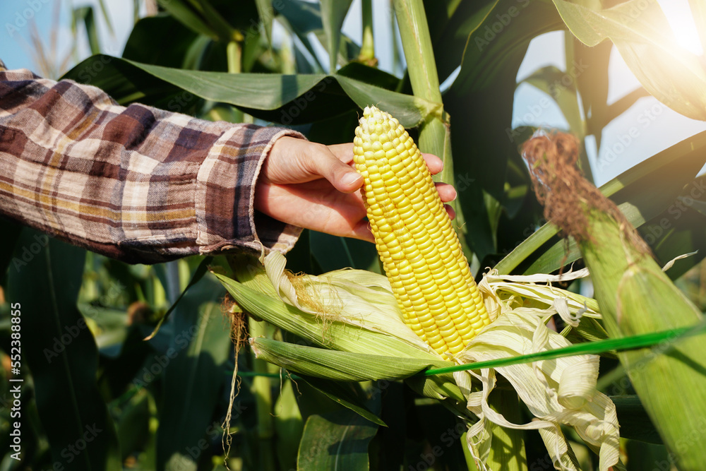 Woman picking corn pods from a tree. farmer producer of bio food for ...