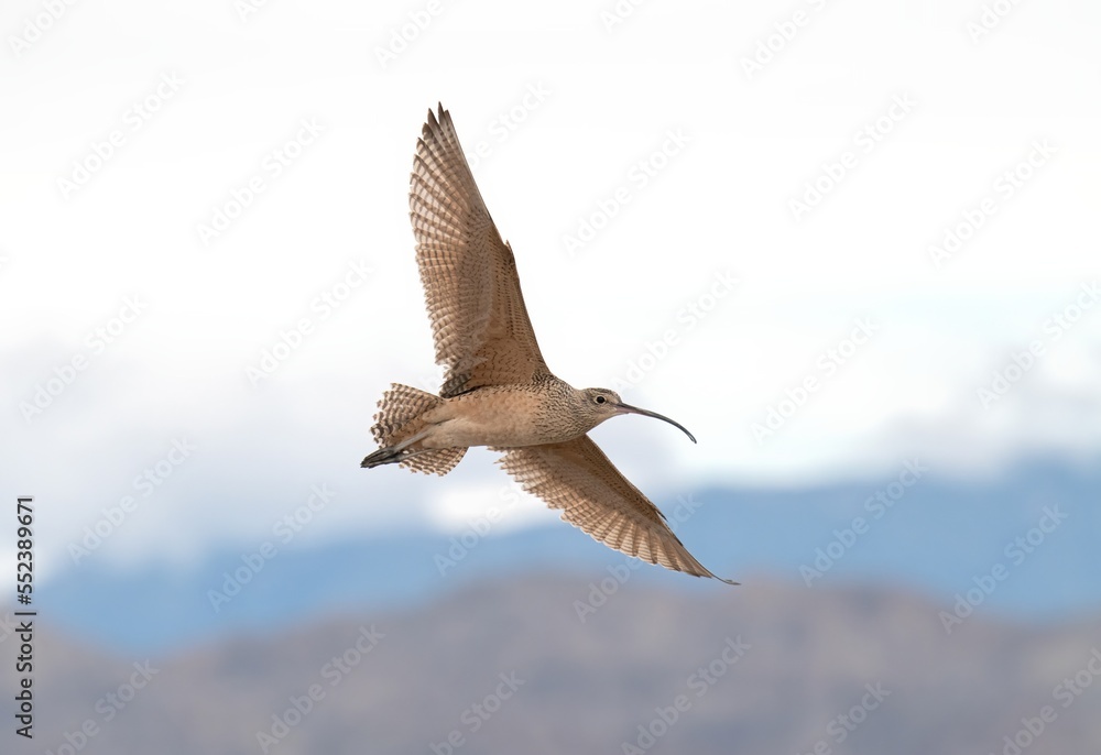 Long billed curlew in flight against a clear sky with wings wide open ...