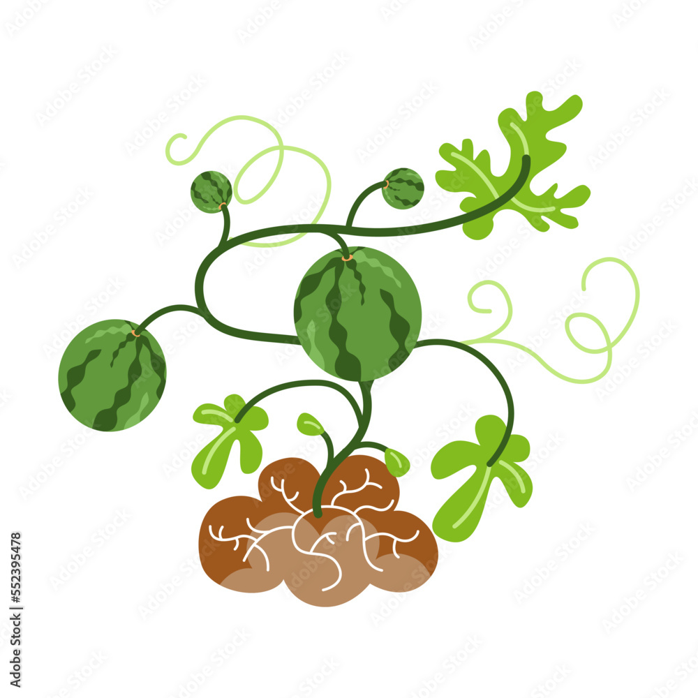 Cartoon Watermelon sprout with small berries isolated on white ...