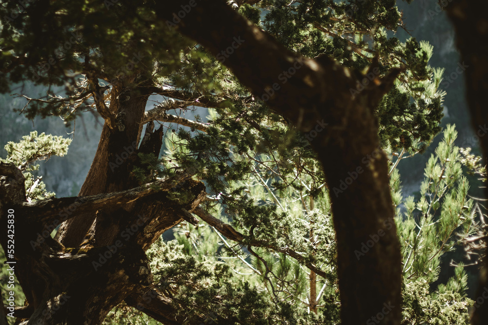 trunk of a tree at Samaria Gorge, Crete Stock Photo | Adobe Stock