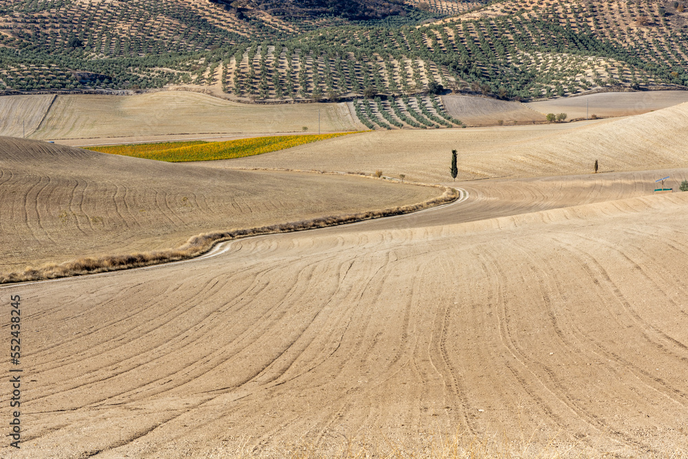Andalusian agricultural landscape in winter with fields for cultivation ...