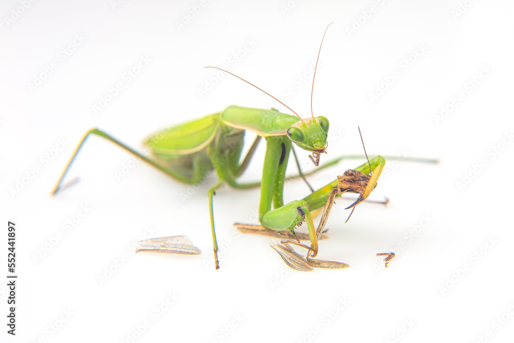 praying mantis eats a grasshopper close-up on a white background ...