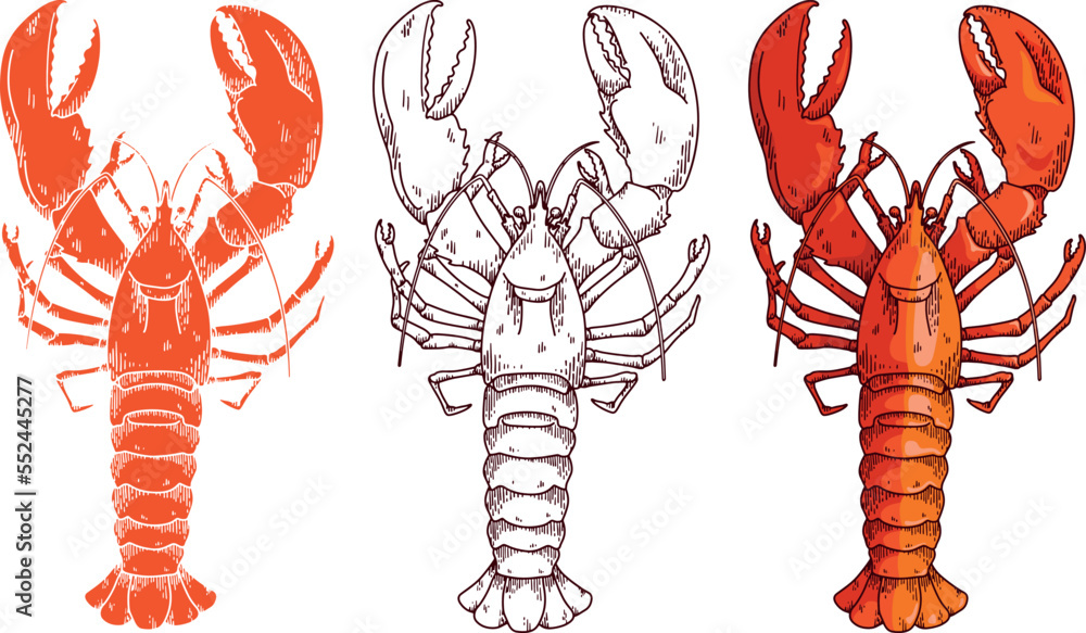 Lobster vector illustration in full colored and outline Stock Vector ...