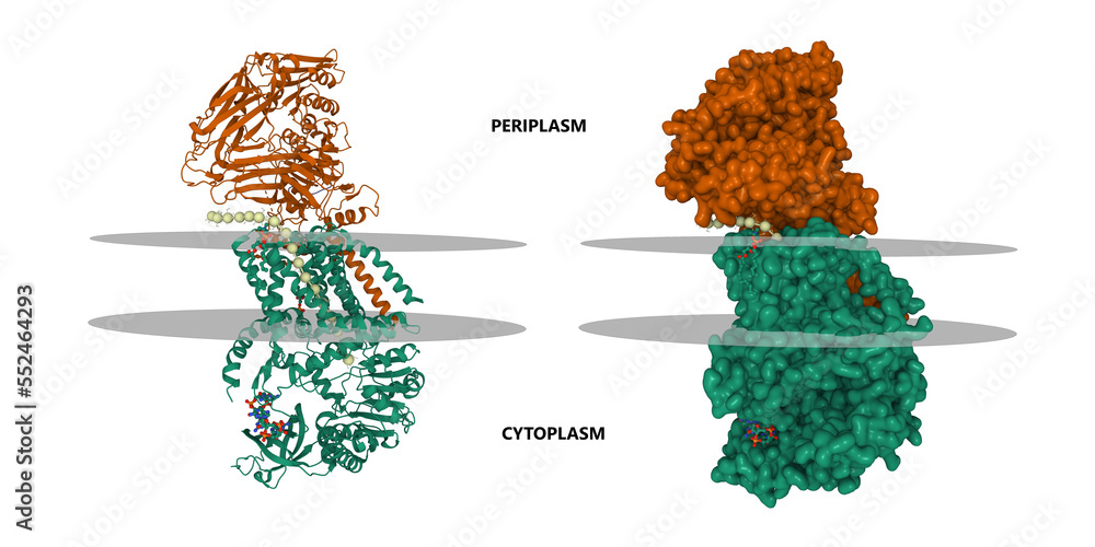 Structure of bacterial cellulose synthase with cyclic-di-GMP bound. 3D ...
