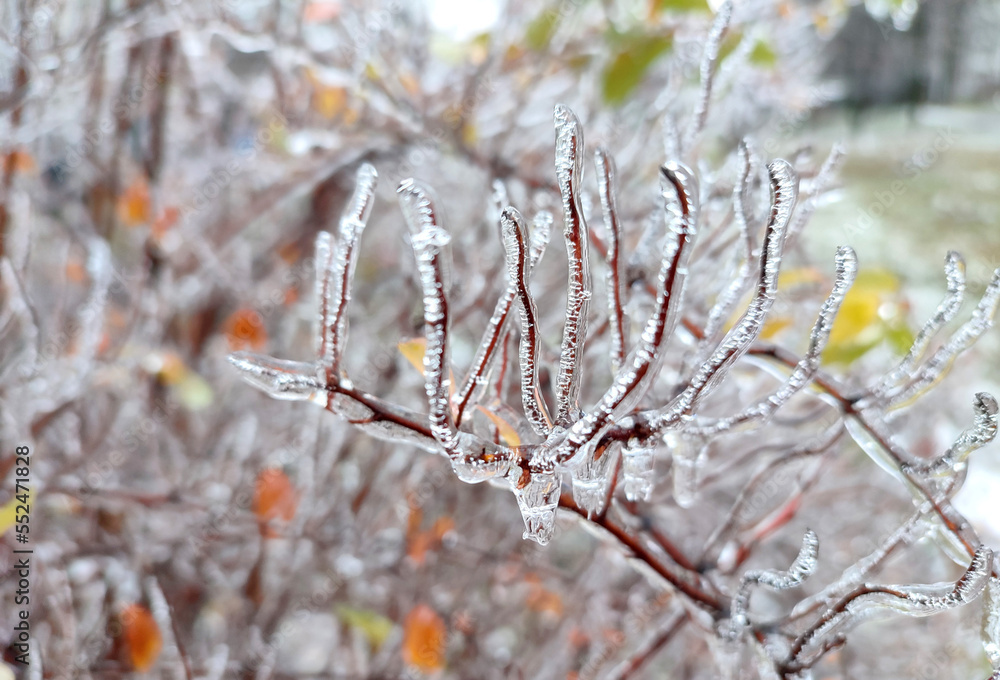 Foto de Branches of bush covered with ice after rain in frost in winter ...